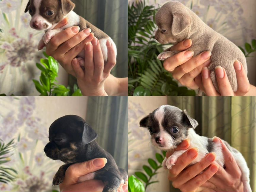 Щенки чихуахуа