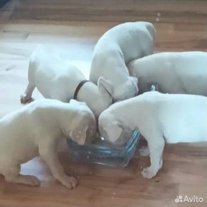 Аргентинский дог. Девочка