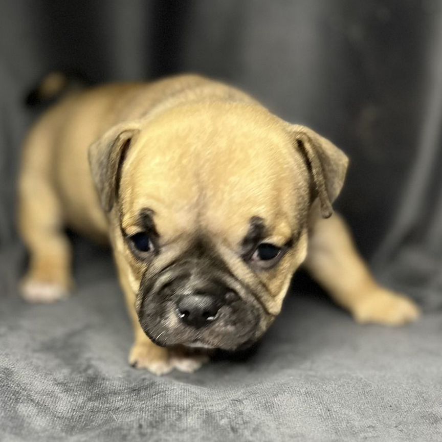 Американский булли, щенок