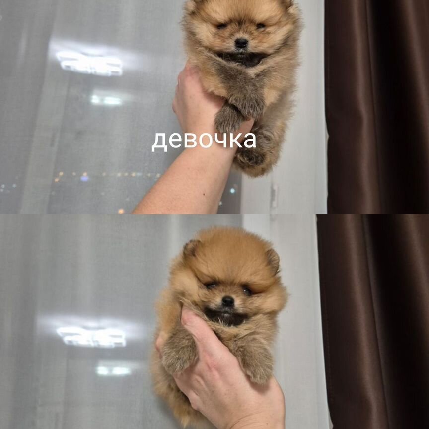 Померанский шпиц мини