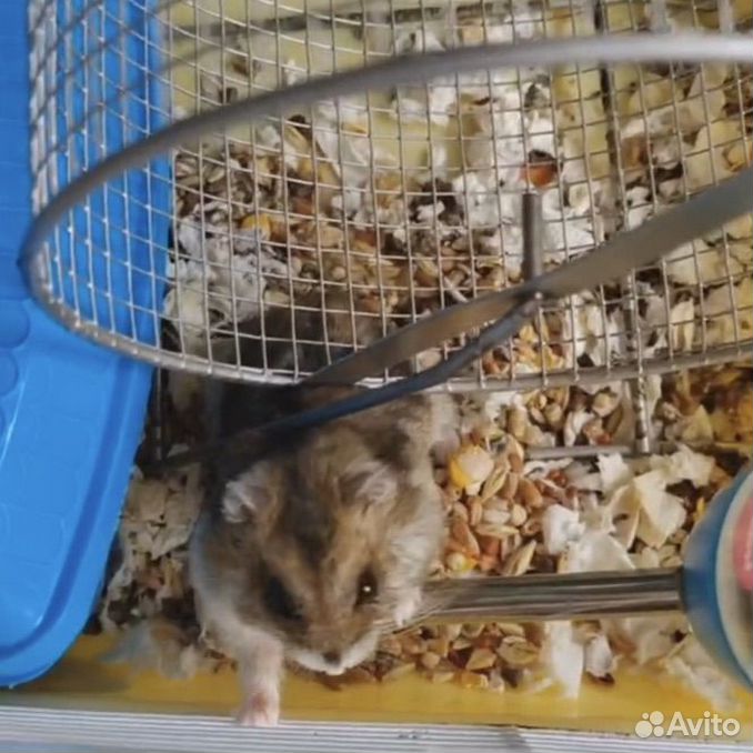 Джунгарский хомяк с клеткой бесплатно