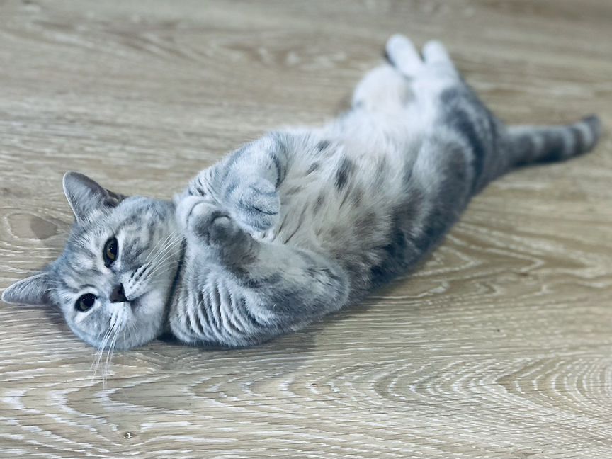 Кошка в дар