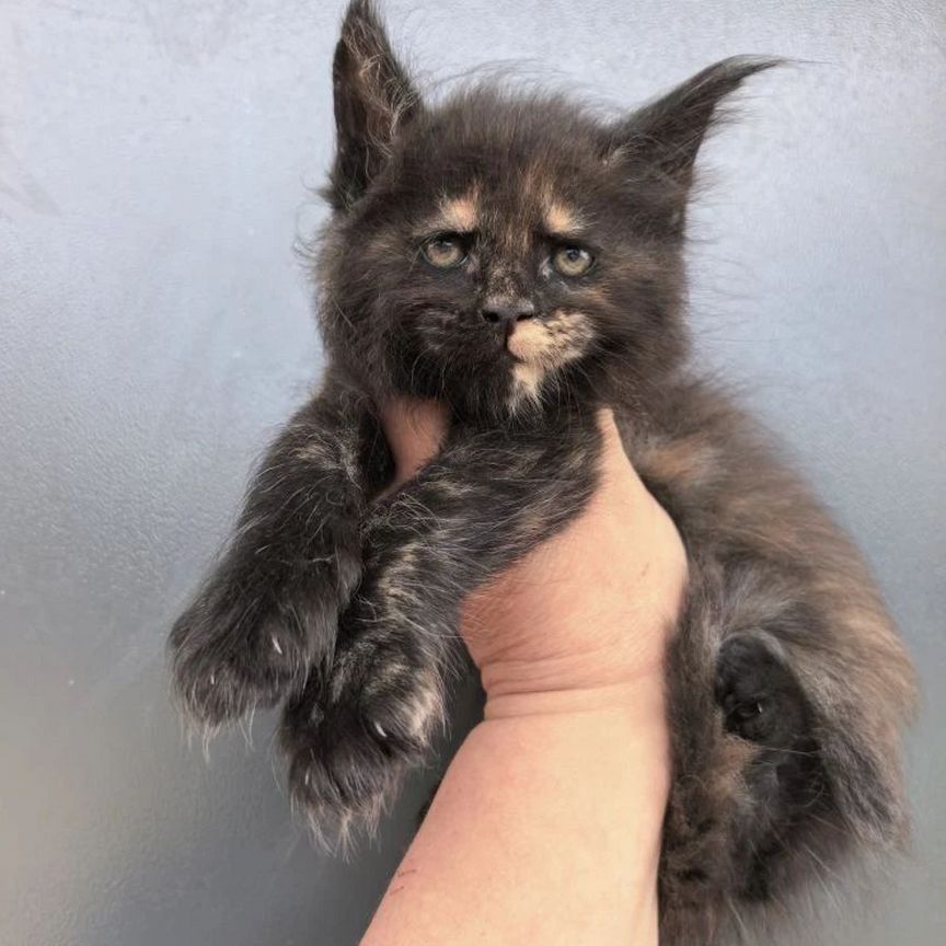 Мейн-кун котёнок