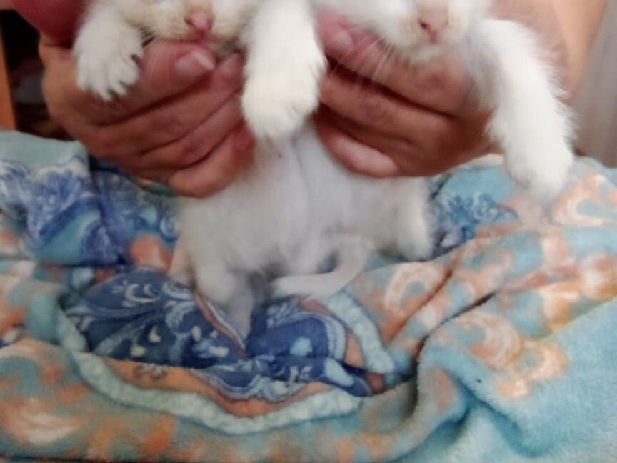 Котята в добрые руки бесплатно белые