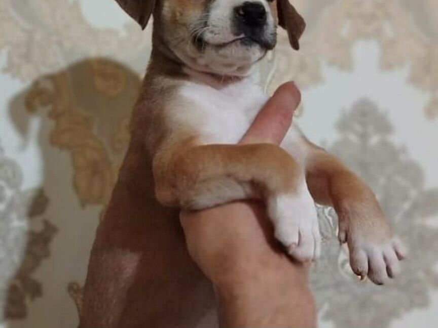 Щенки стаффа