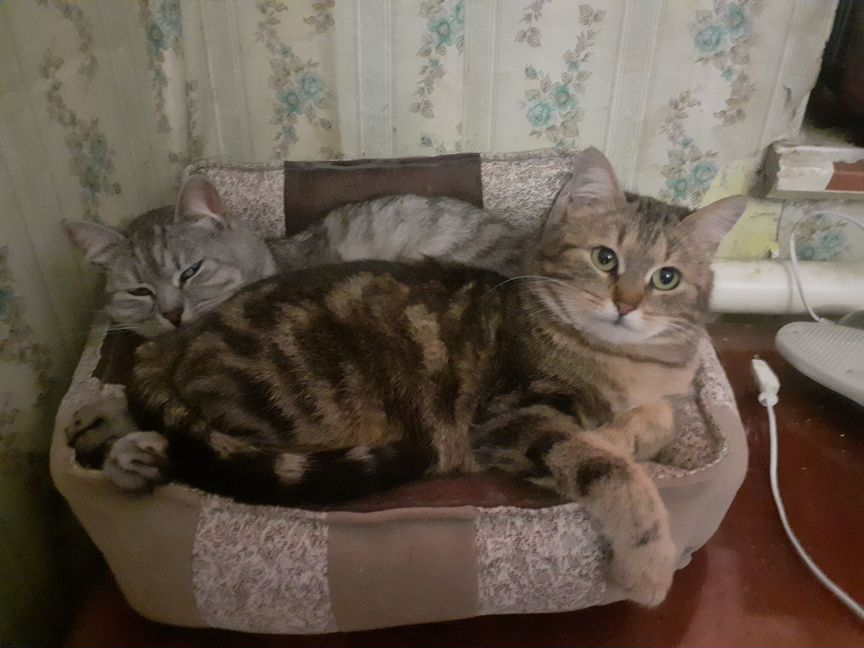 Кошечка в добрые руки