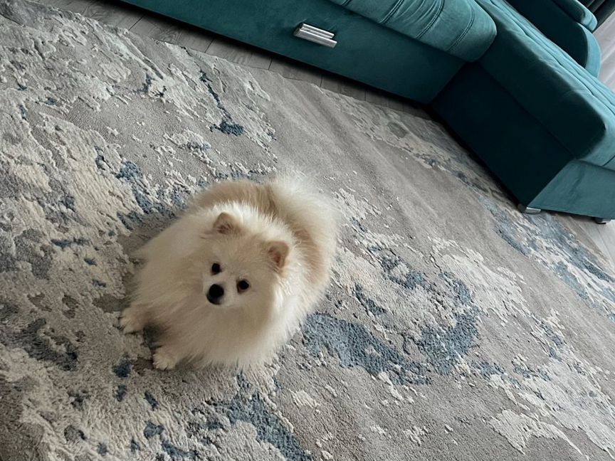 Шпиц на вязку