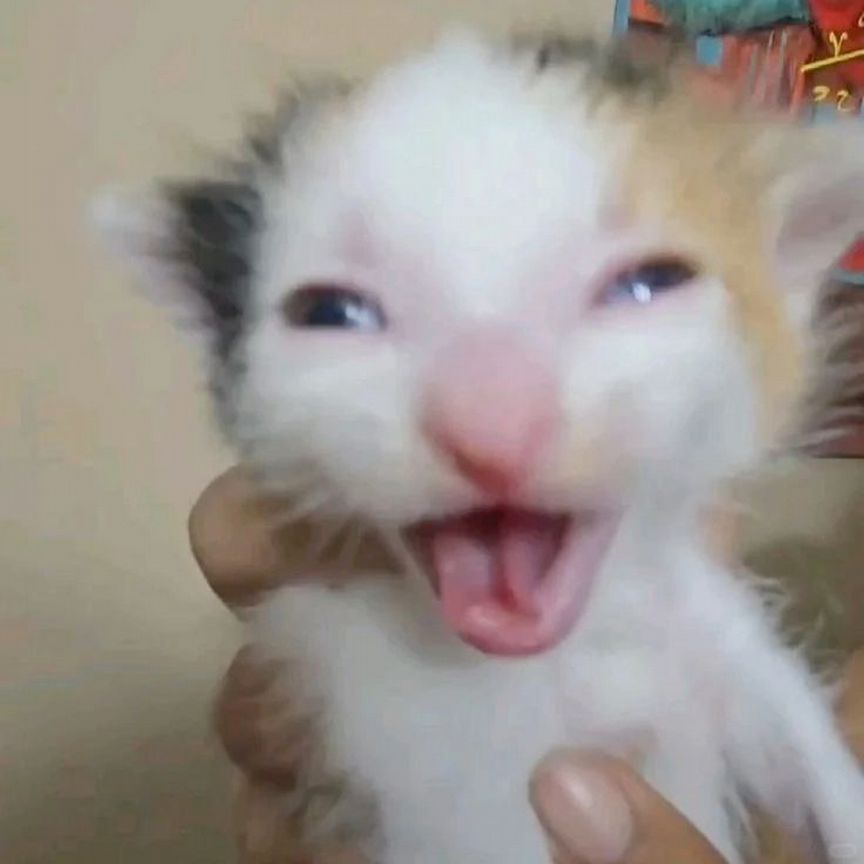 Кот, породистый