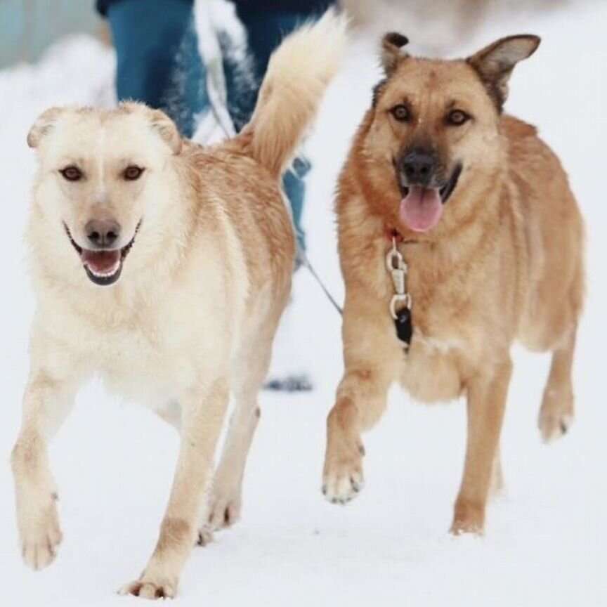 Взрослая собака в добрые руки