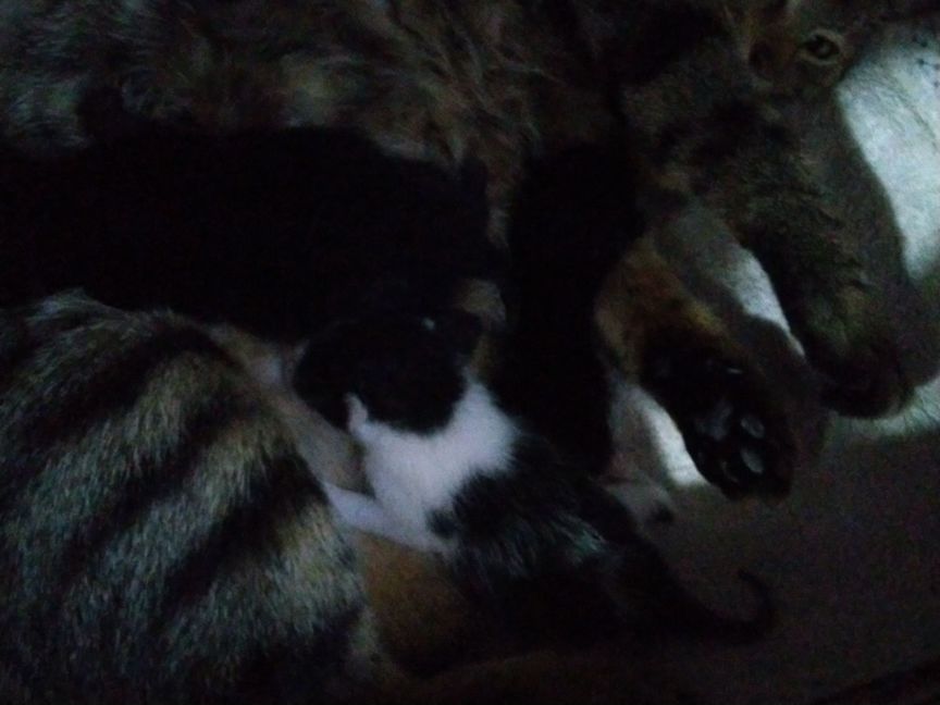 Отдам котят в добрые руки
