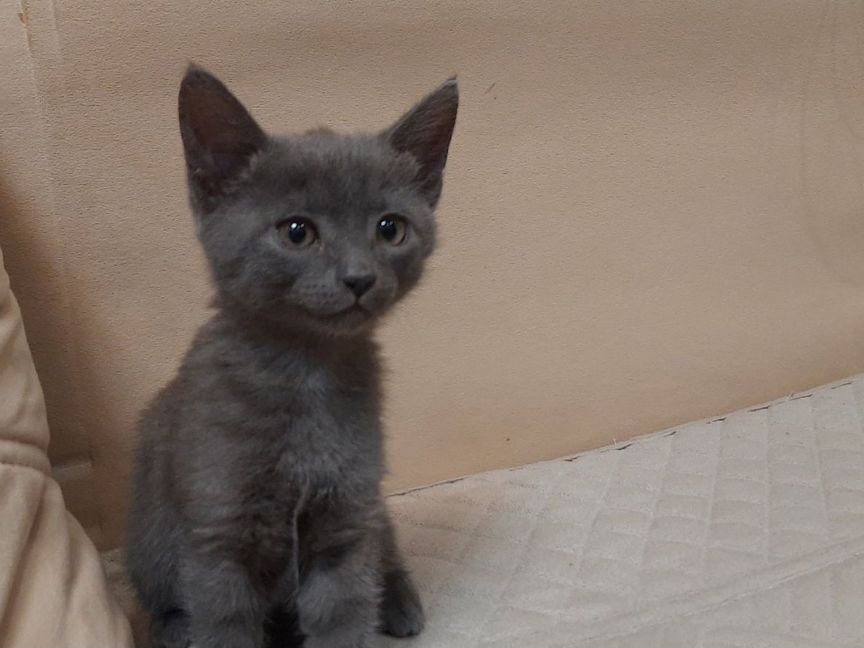 Котенок