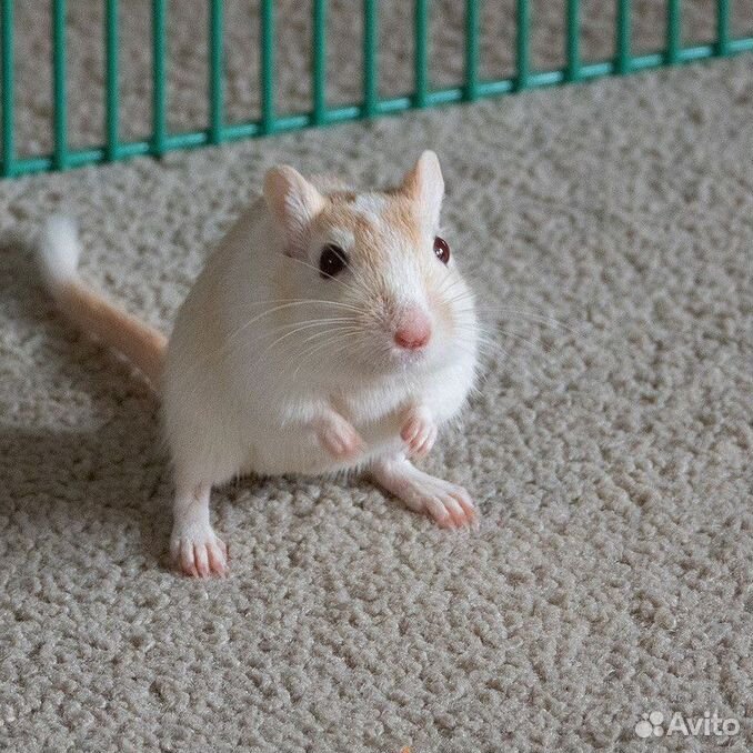 Песчанка цветная