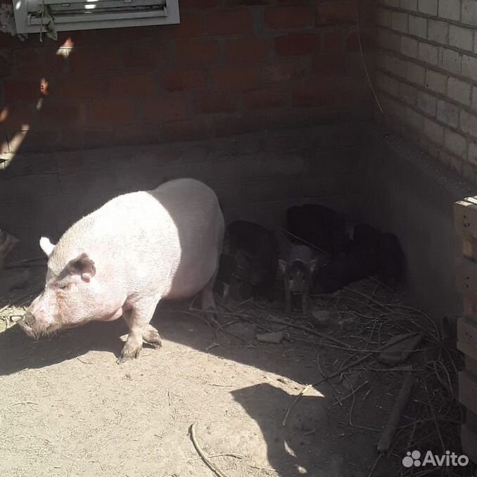 Вьетнамские поросята