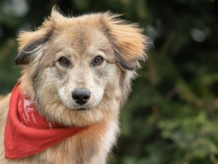 Собака в добрые руки