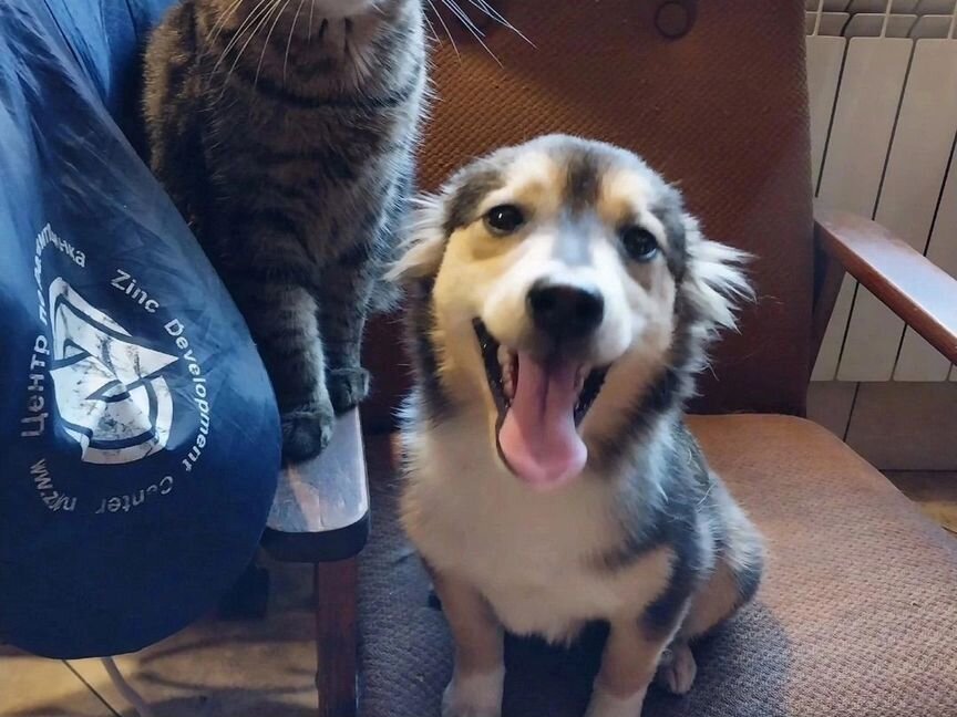 Маленькая собачка с тяжелой судьбой ищет дом