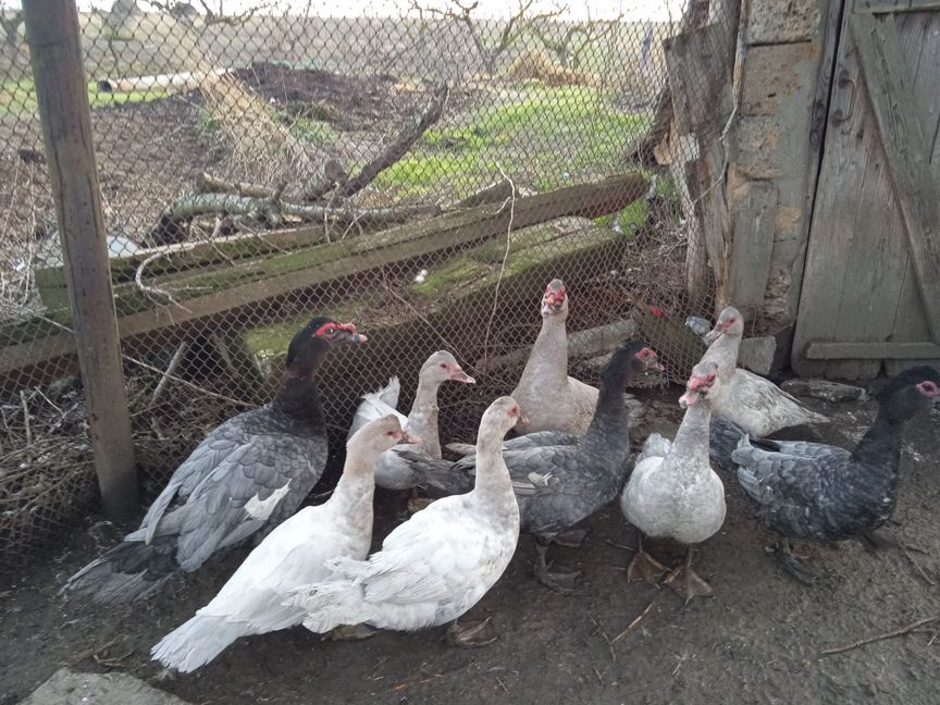 Инда утки мускусные,цвет, лаванда,галубой