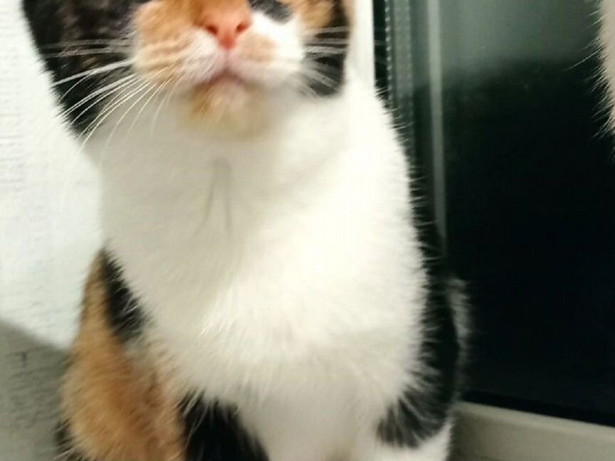 Кошечка, 4 мес