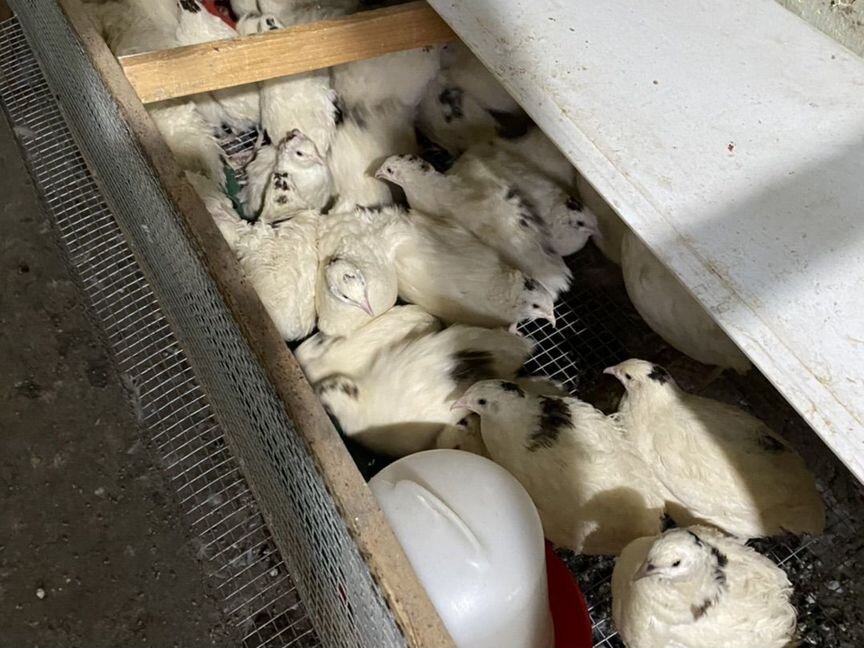 Перепелки несушки