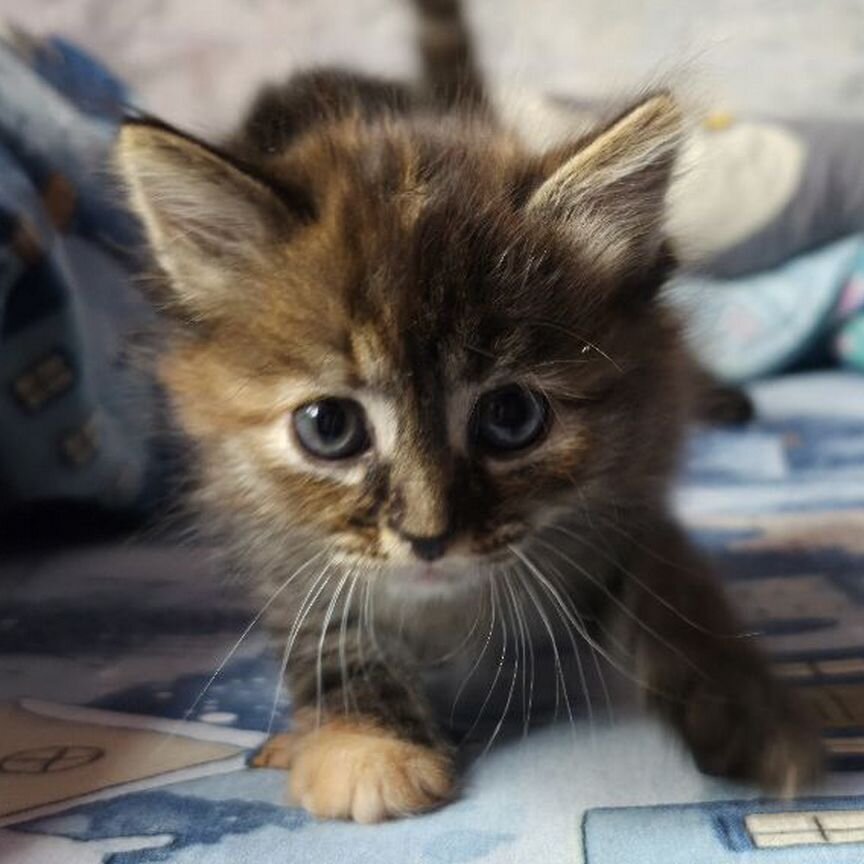 Котёнок в добрые руки