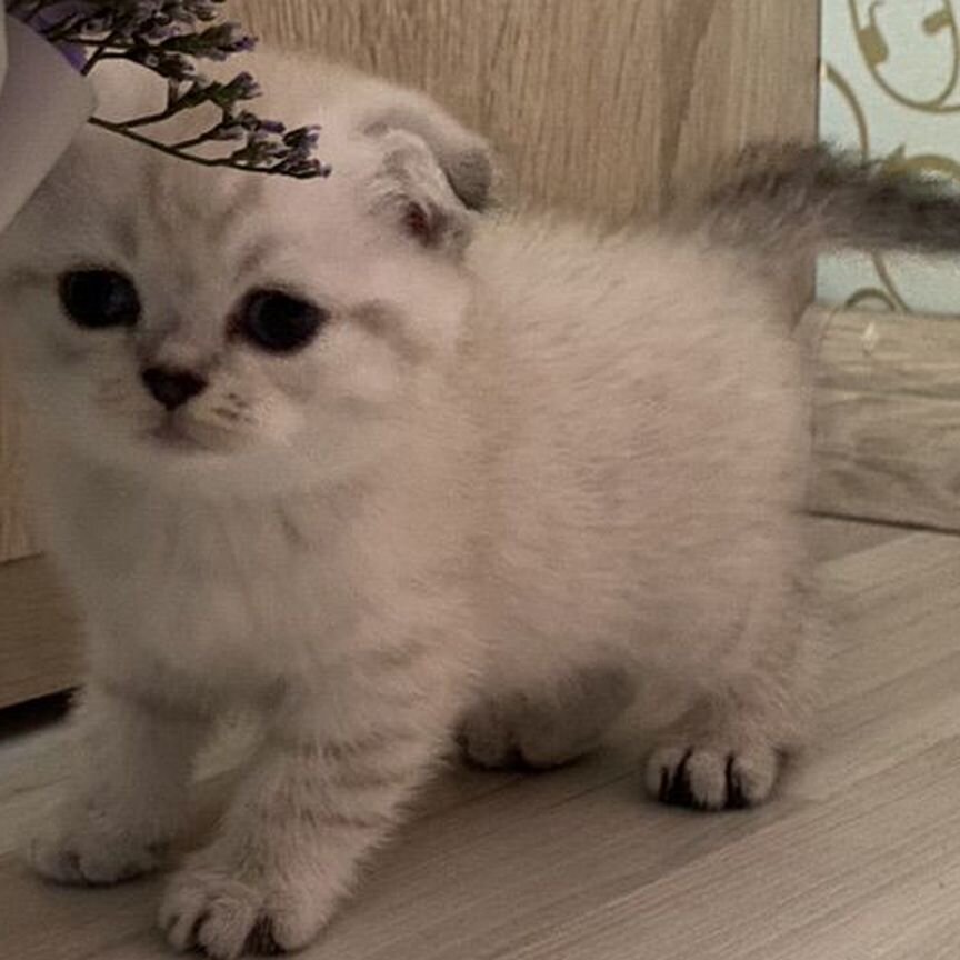Вислоухие котята