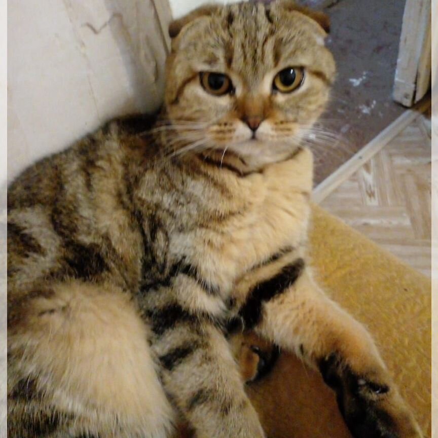 Шотландская вислоухая