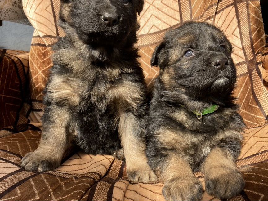 Щенки немецкой овчарки