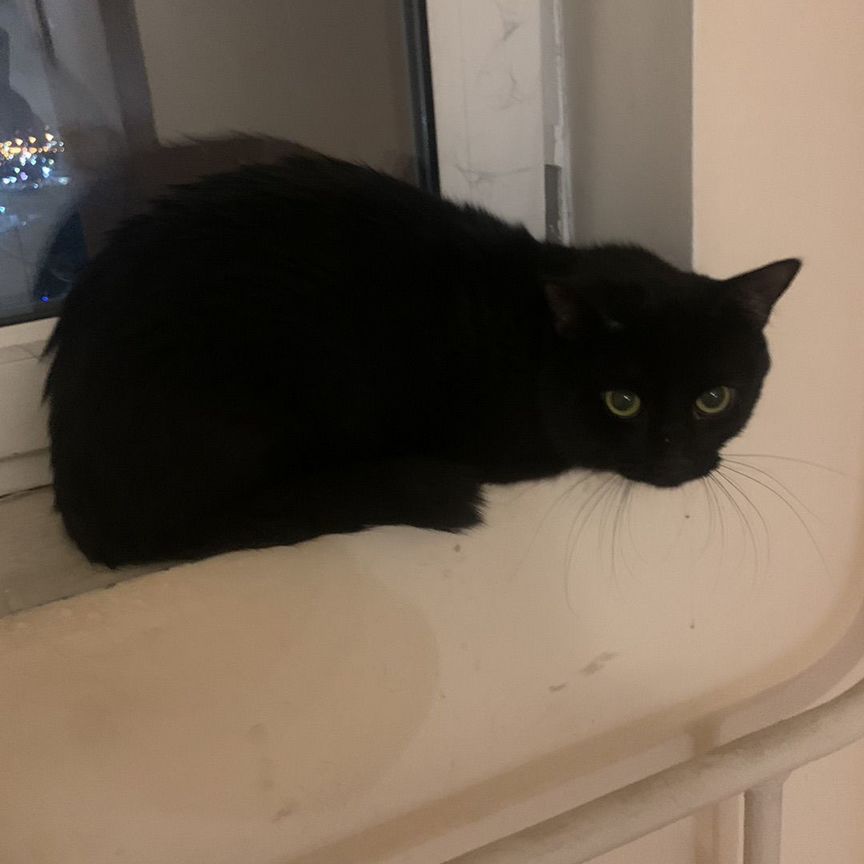 Коты в добрые руки бесплатно