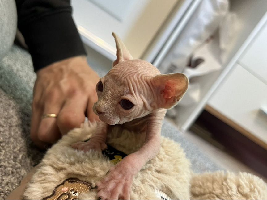 Котята сфинкс
