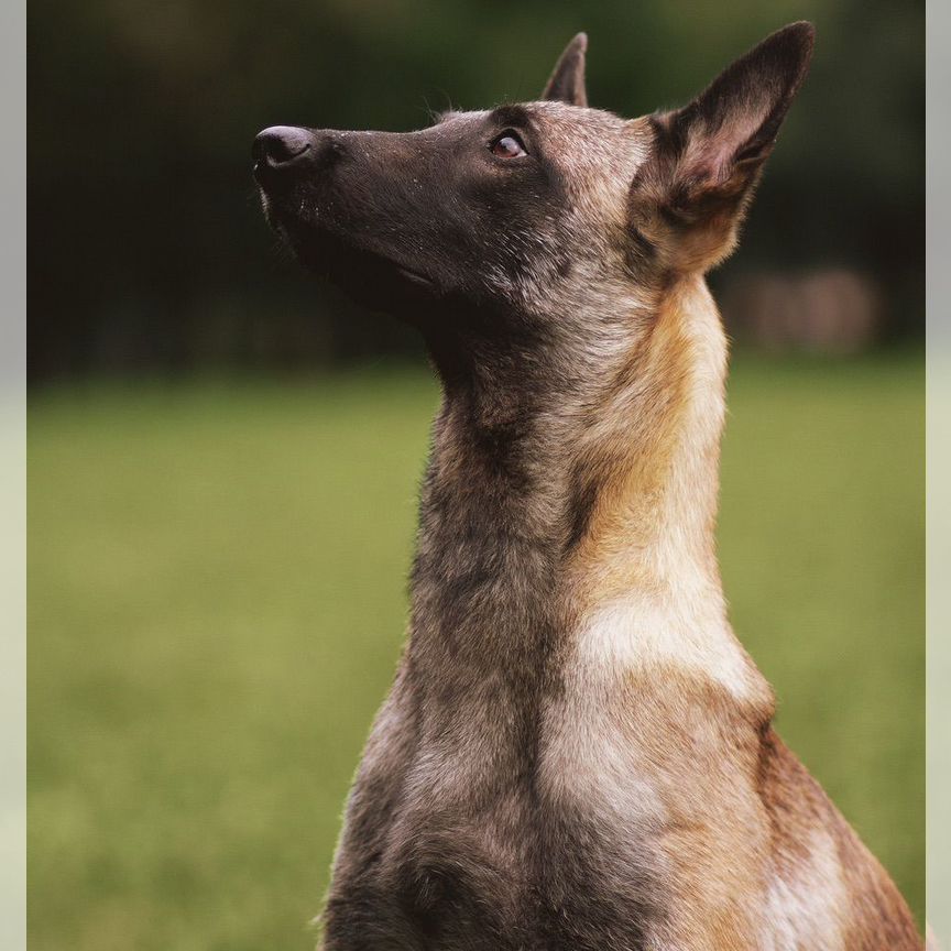 Бельгийская овчарка, взрослая собака