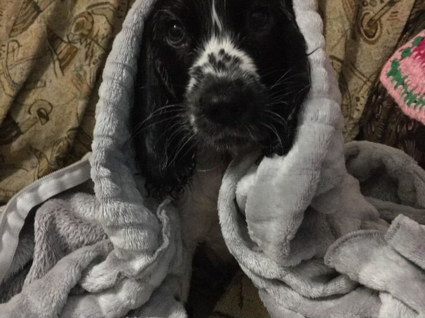 Русский отохничий спаниель