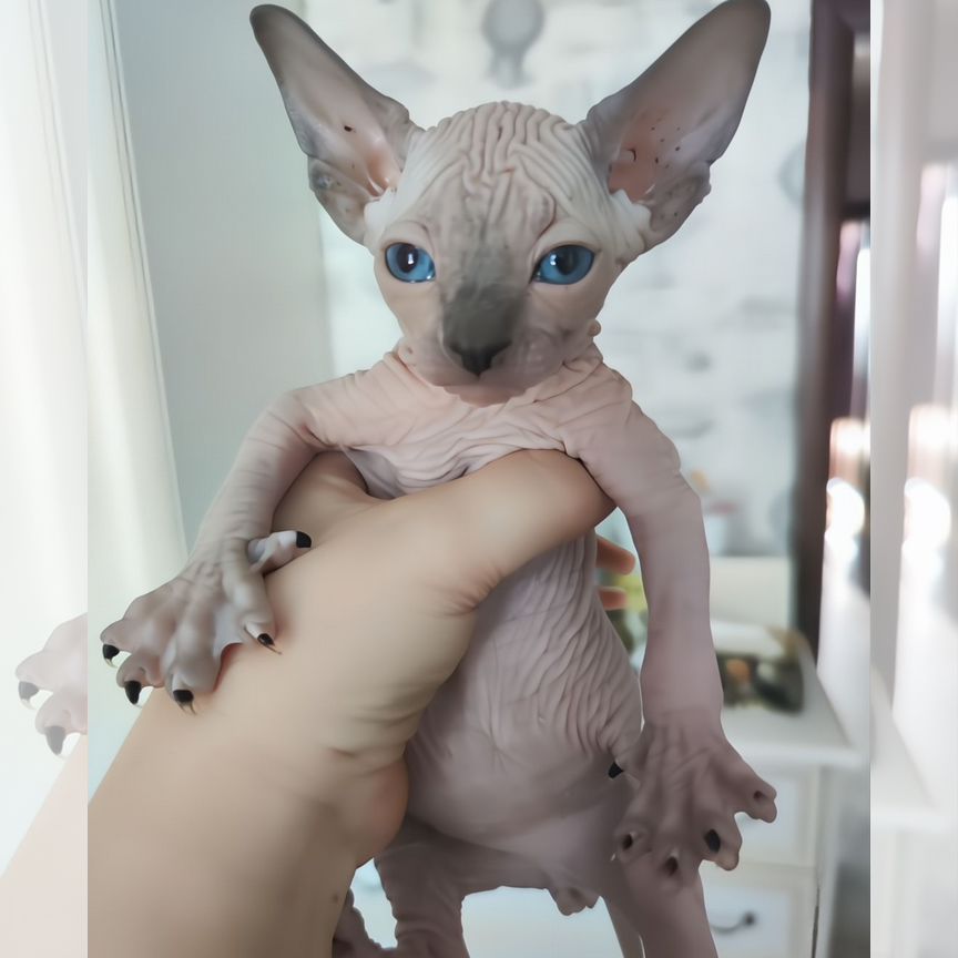 Канадский сфинкс котёнок