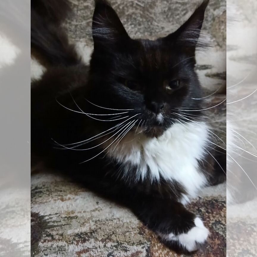 Мейн-кун, взрослая кошка