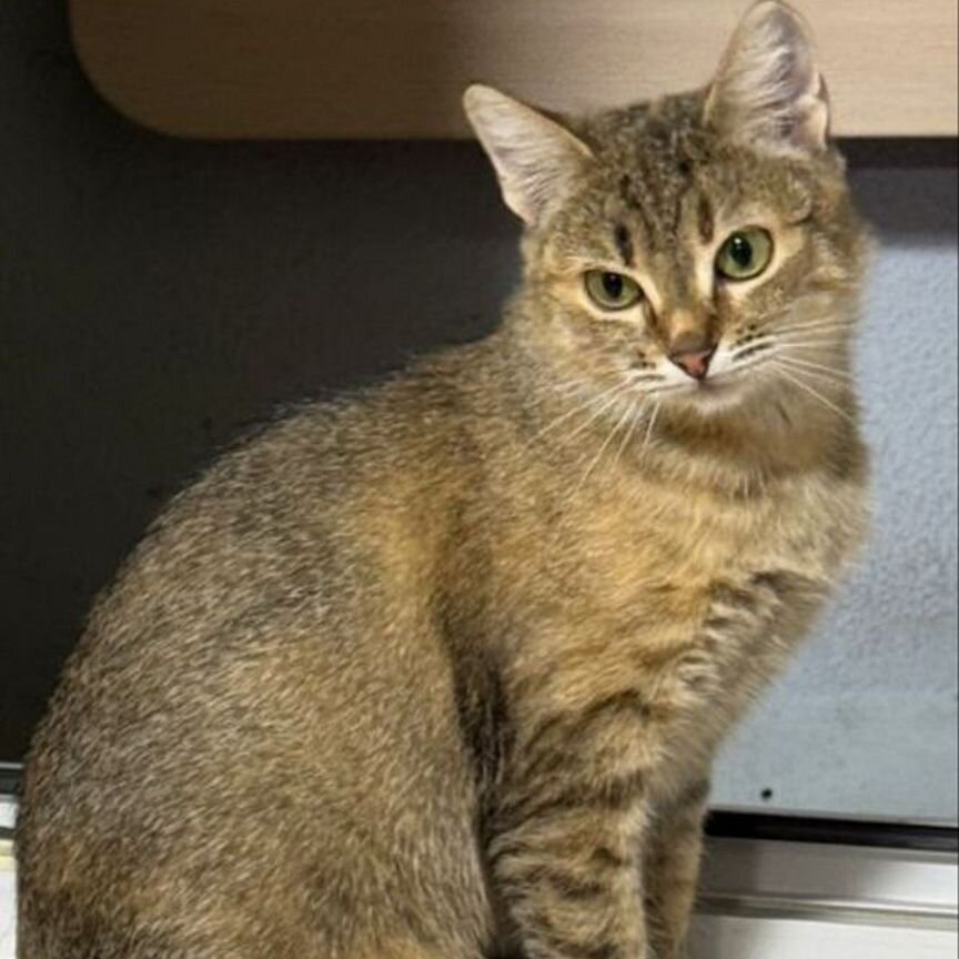 Милане нужен дом