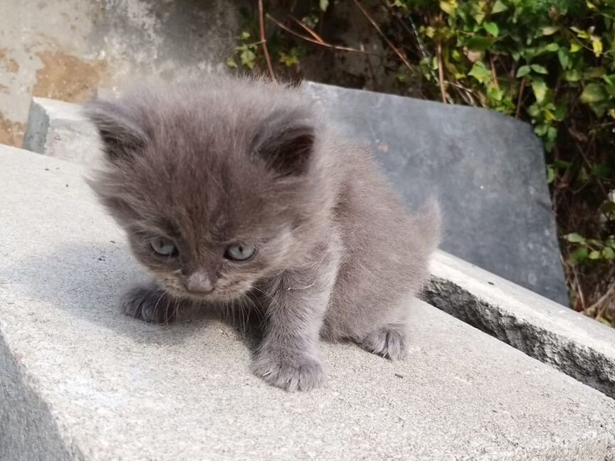 Котенок Кнопик в добрые руки