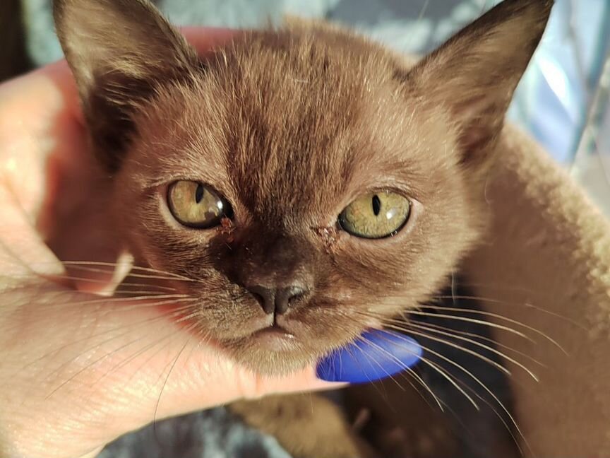 Бурманская