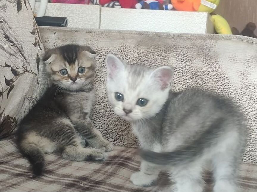 Котята шотландские чистокровные вислоухие