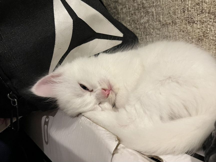 Беспородные котята