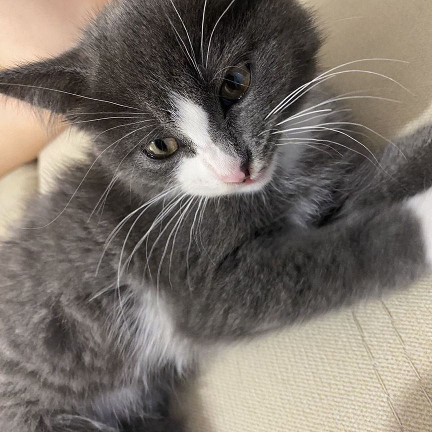 Кошка, 2-2,5 месяца