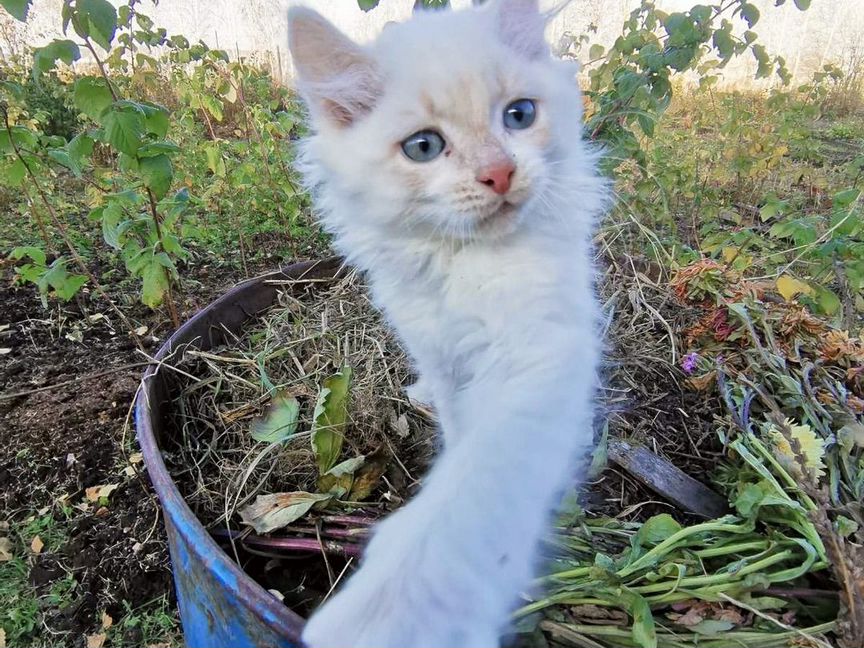 Котята от очень умной кошки