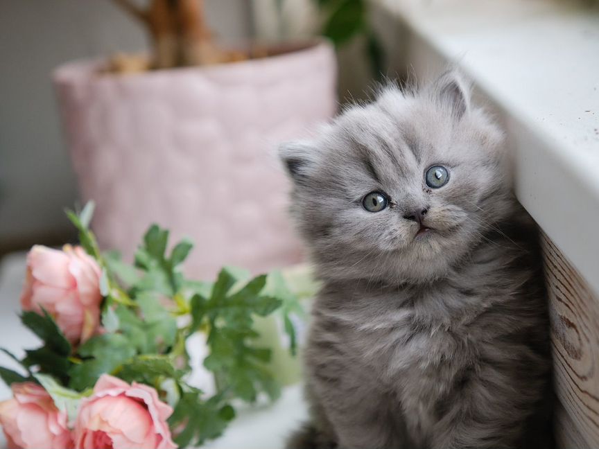 Британские котята