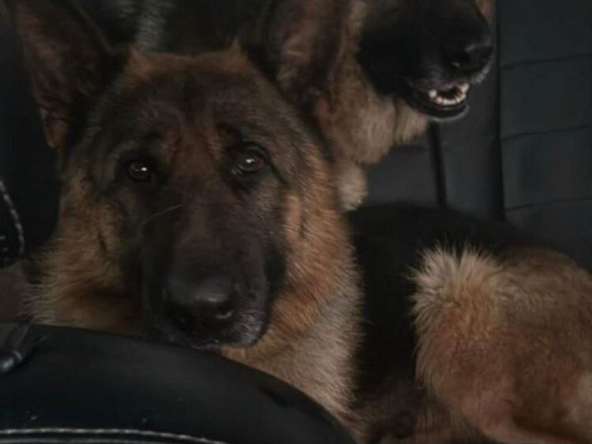 Пропали две овчарки