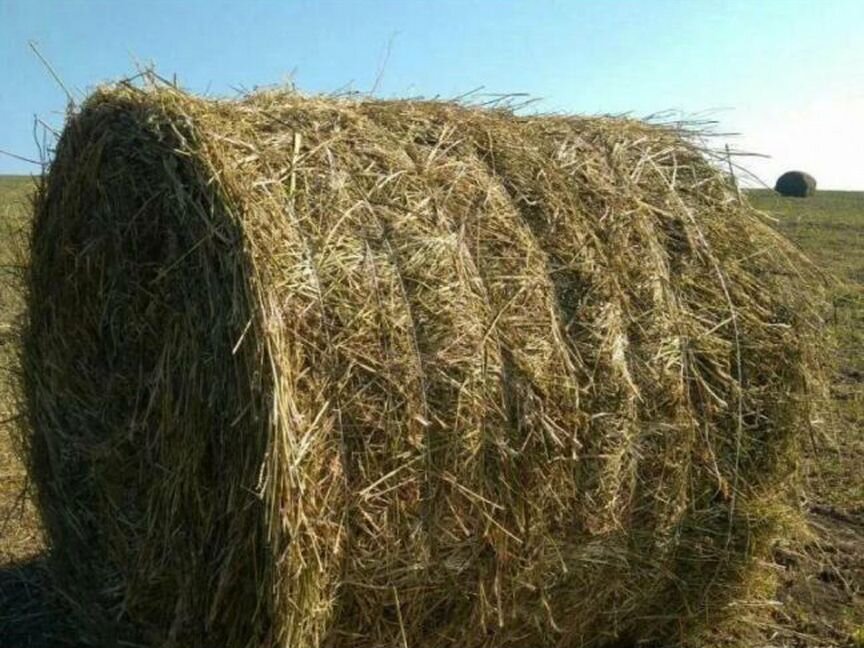 Сено в рулонах