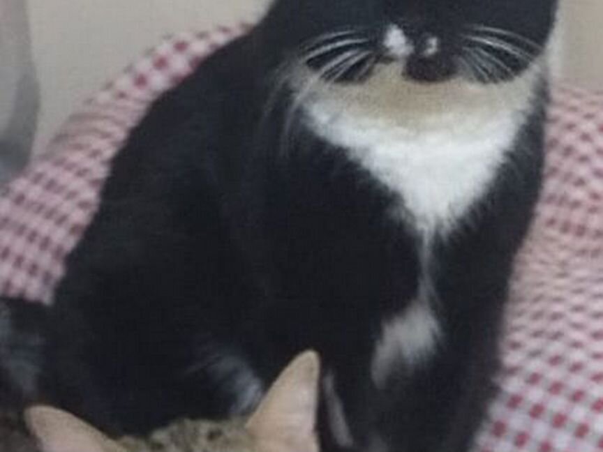 Котик в добрые руки
