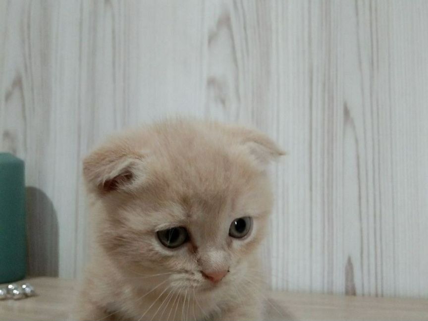 Британские вислоухие котята мальчик