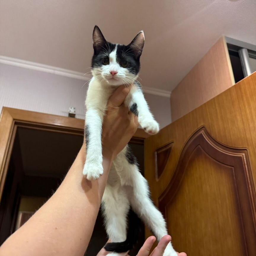 Котенок, девочка, 4 месяца