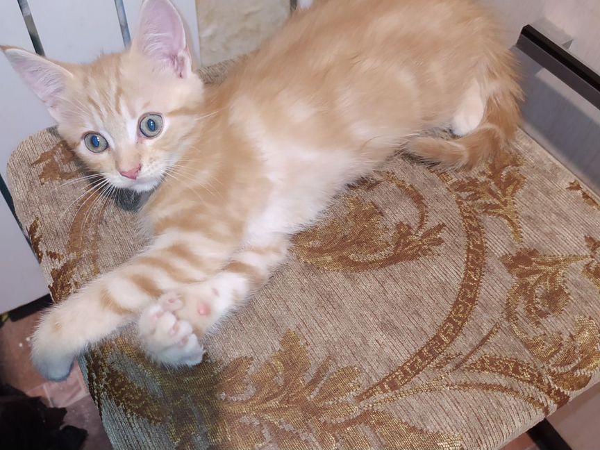 Котенок Майкун Метис в дар