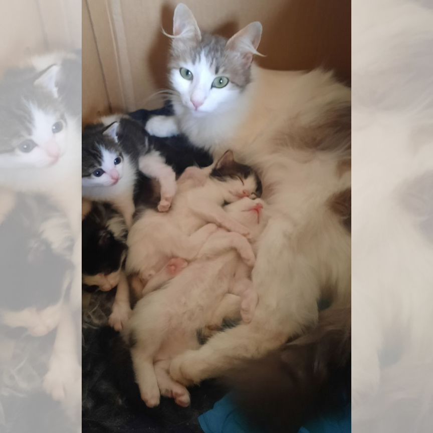Котята в добрые руки бесплатно