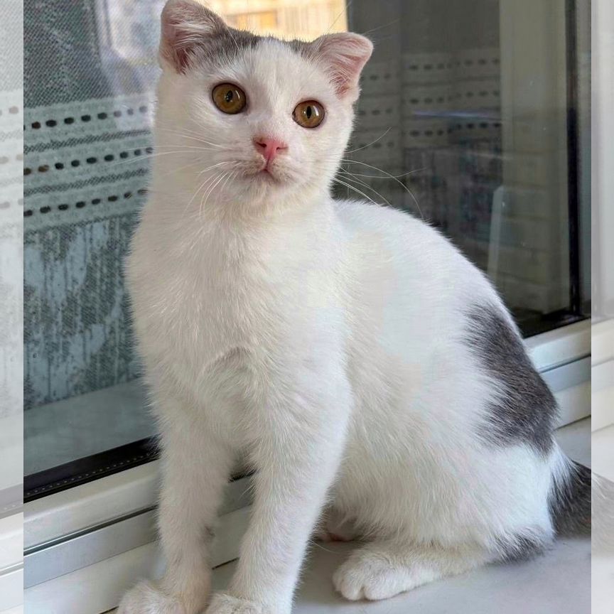 Шотландский вислоухий короткошёрстный котёнок