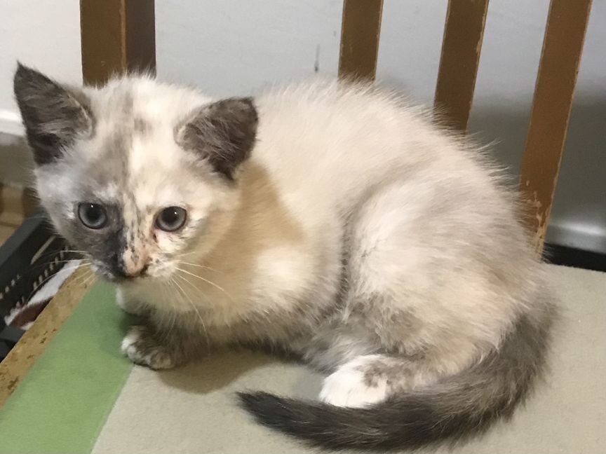 Милейшее создание ищет семью