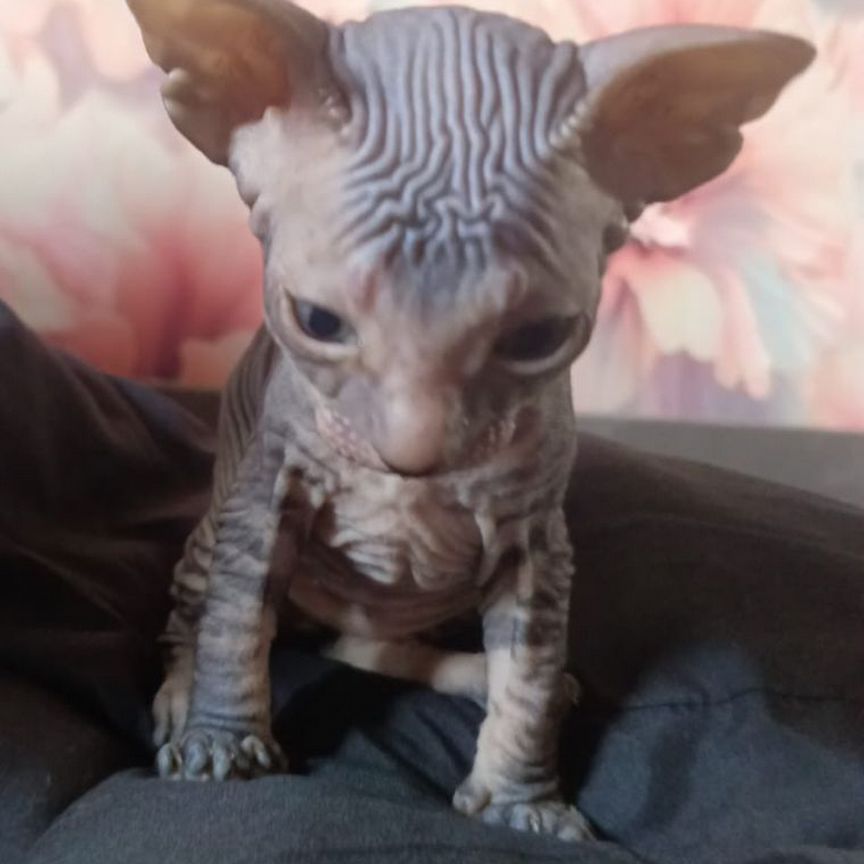 Донской сфинкс котенок